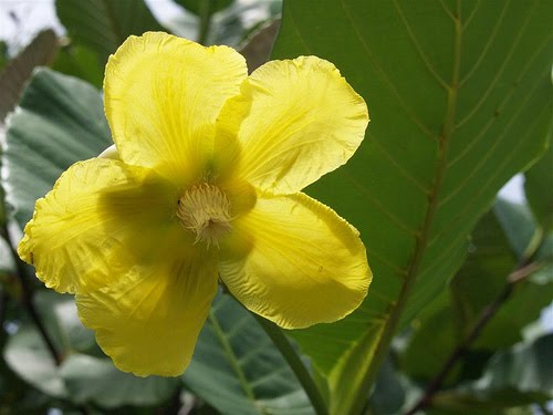 Azie blog: Asean National flowers(Part 1)